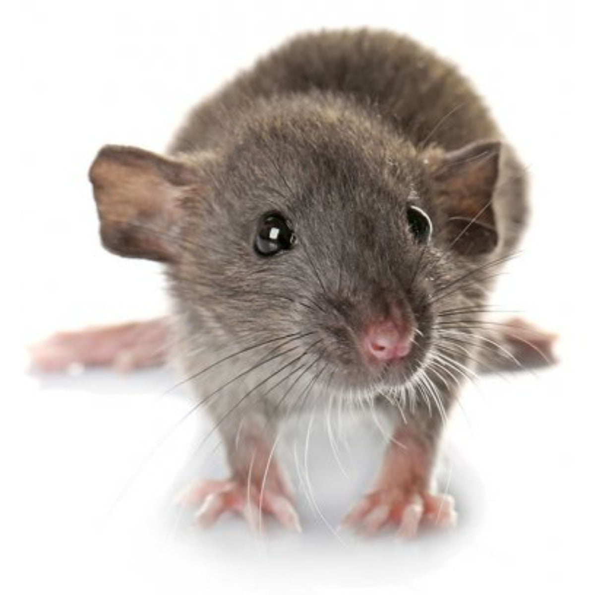 Freezer lining - rat 26g+ 10pcs – Terrariebyggarna AB